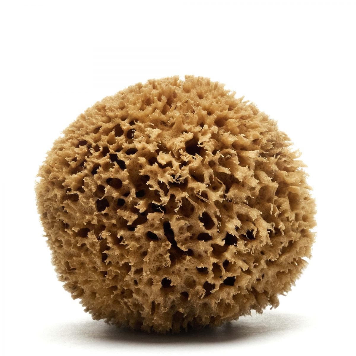 Mediterranean Honeycomb sea sponge wholesale | Spongean
